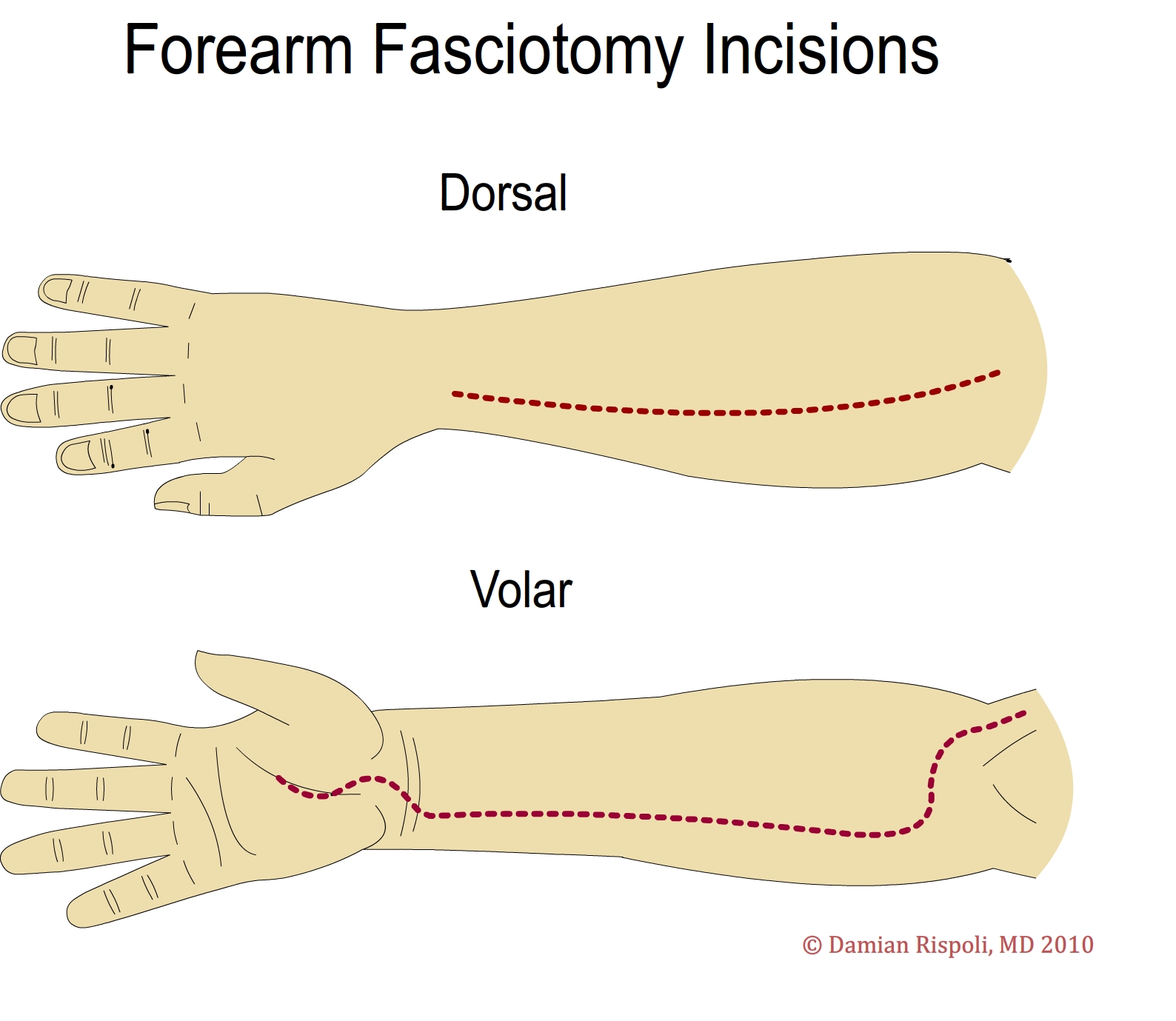 Wheeless' Textbook of Orthopaedics